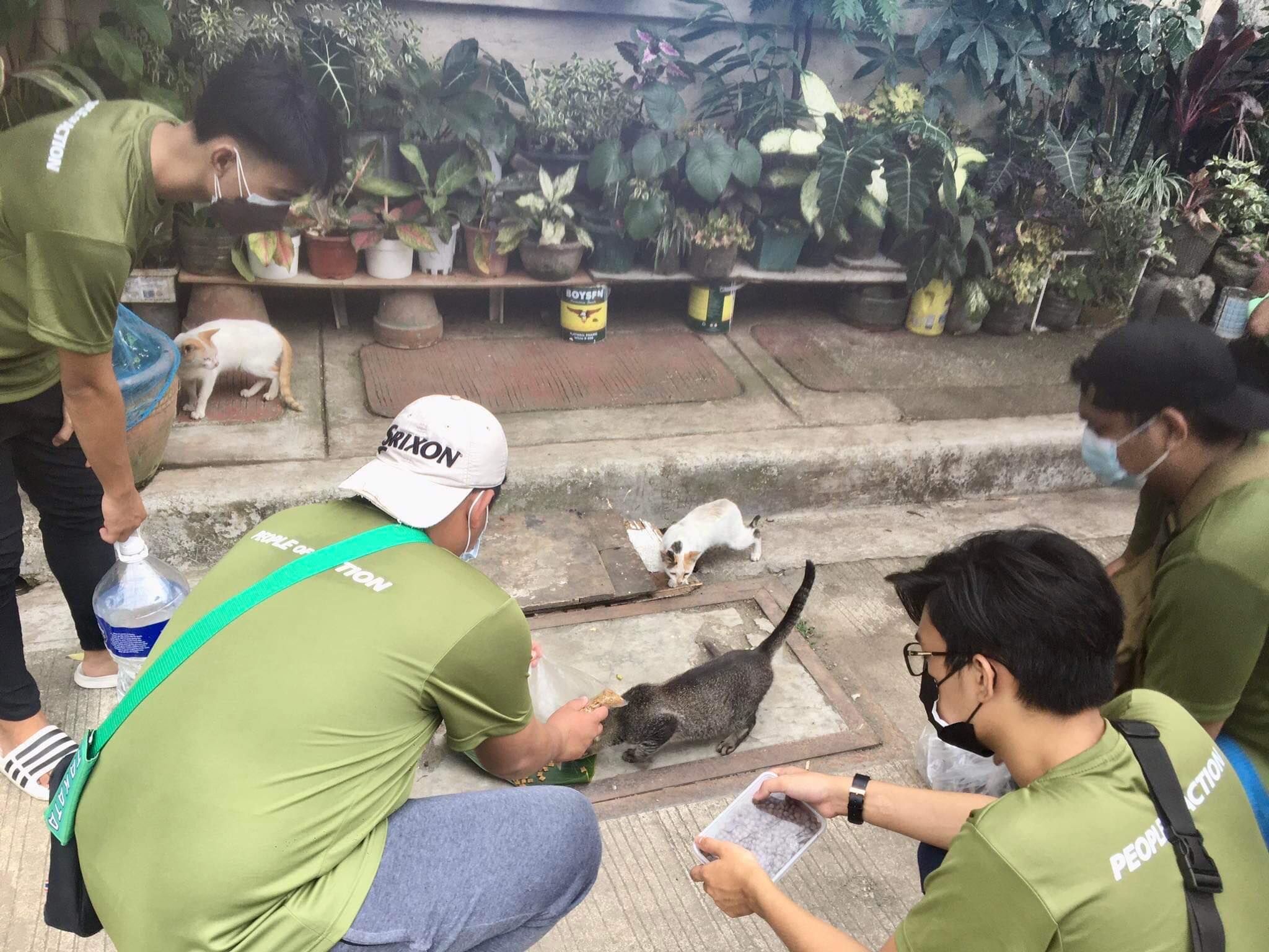 Survival of Stray Cats, Dogs: You can be PAWsome, here’s how ...